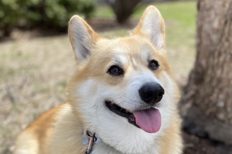 THE BEST & WORST PETS – MOTEVENTURE